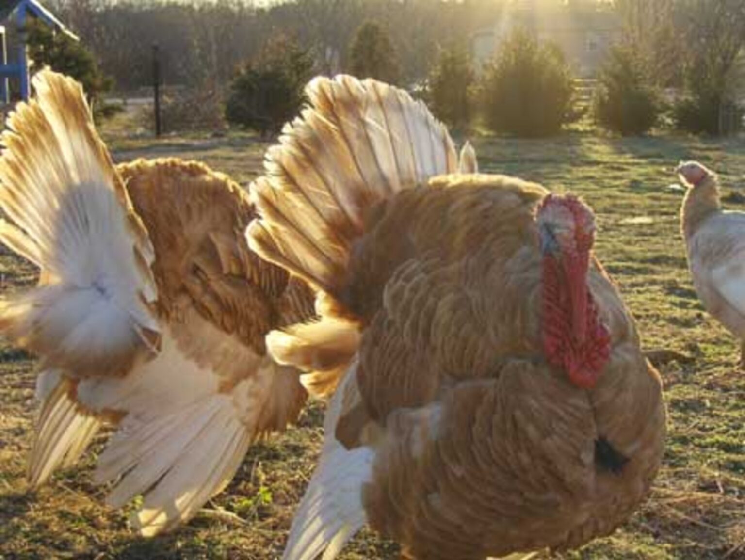 Keeping Jersey Buff Turkeys on a Heritage Turkey Farm - Backyard Poultry